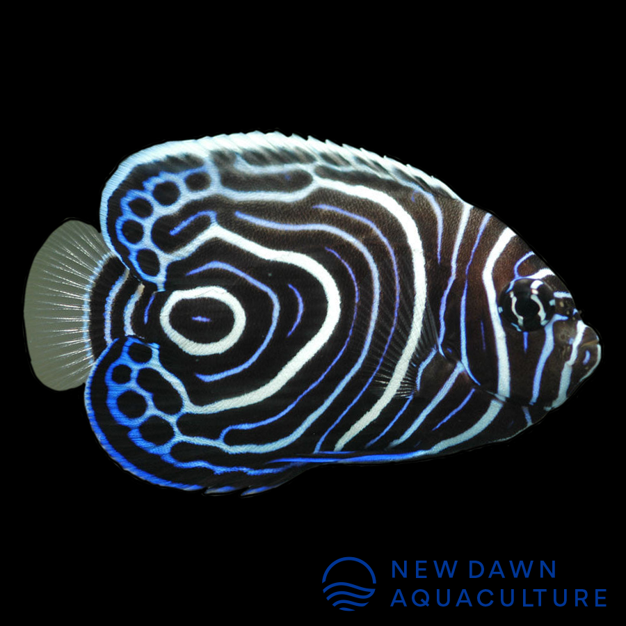 Emperor Angelfish | New Dawn Aquaculture