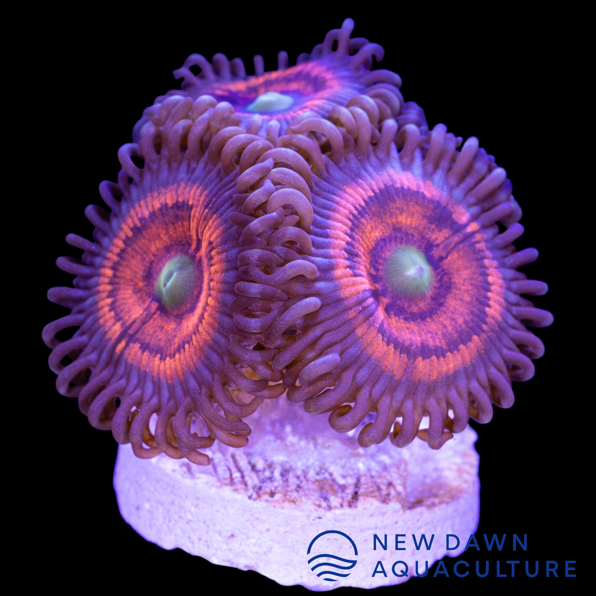 Gobstopper Zoanthids | New Dawn Aquaculture