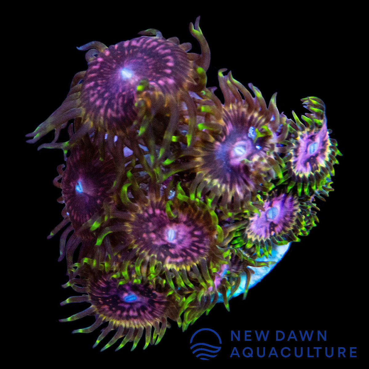 Pink Hallucinations Zoanthids | New Dawn Aquaculture