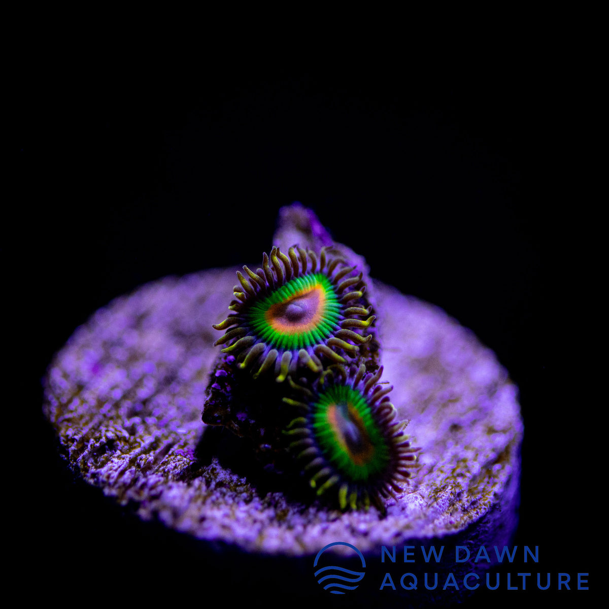 Rasta Zoanthids | New Dawn Aquaculture