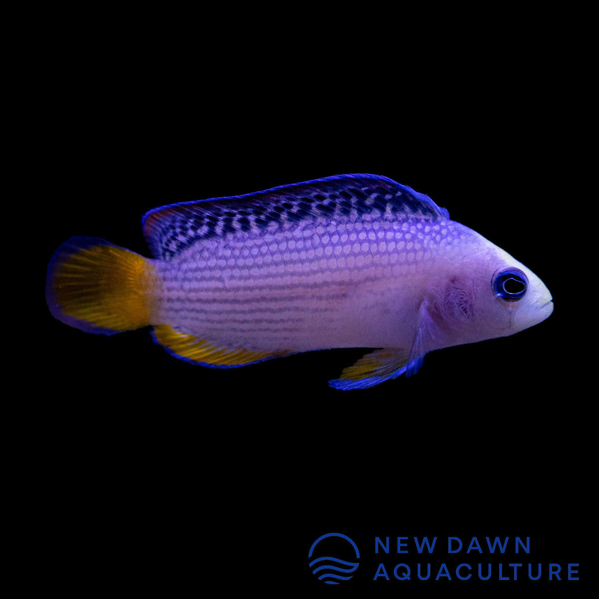 splendid dottyback max size