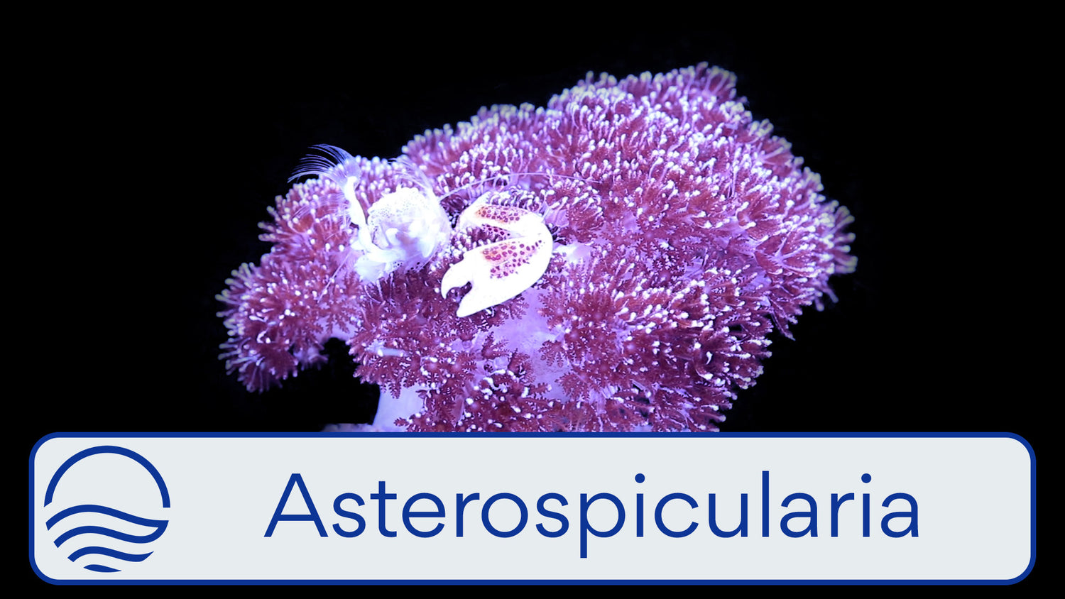 Asterospicularia Video | New Dawn Aquaculture