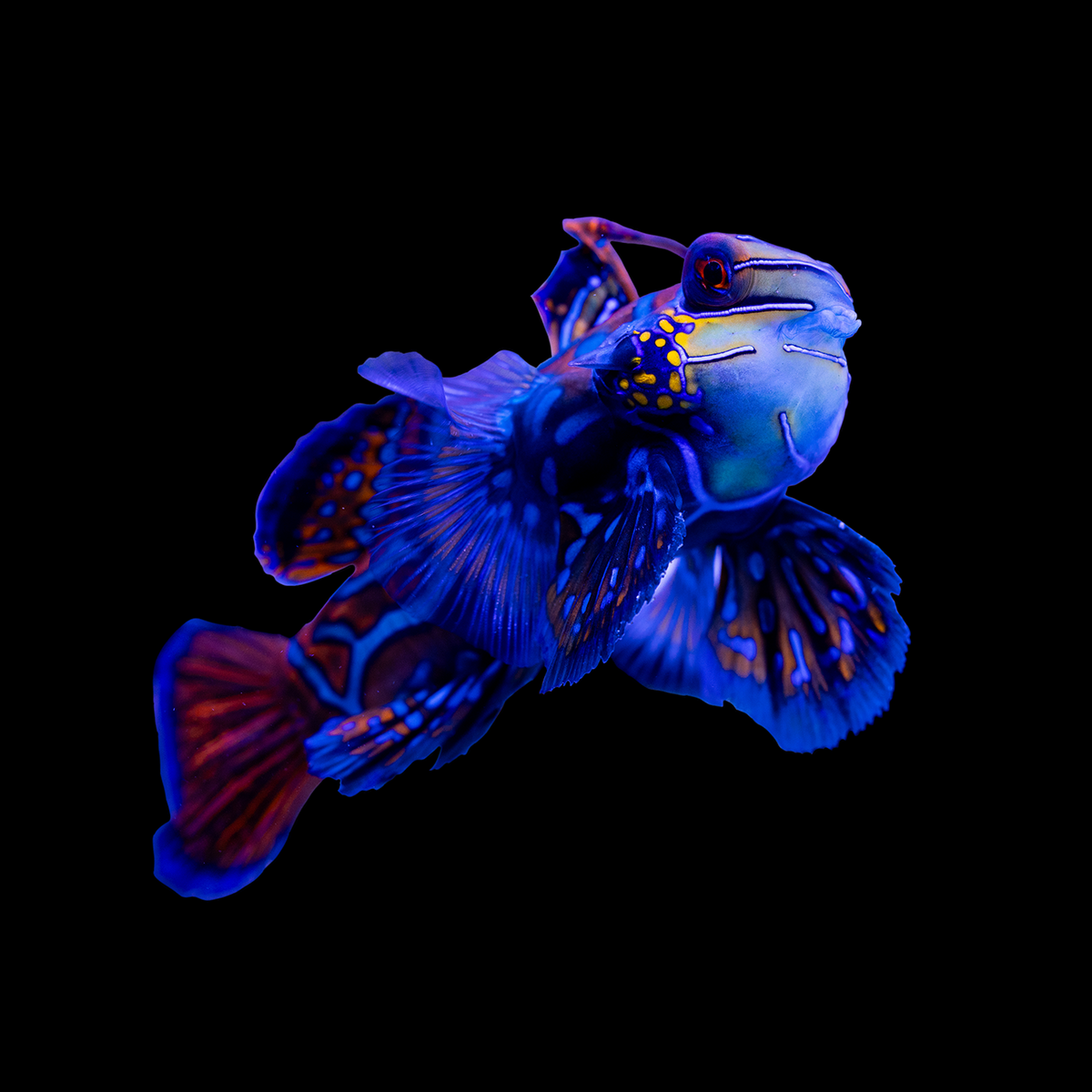 The Mesmerizing Blue Mandarin: A Jewel of the Ocean – New Dawn Aquaculture