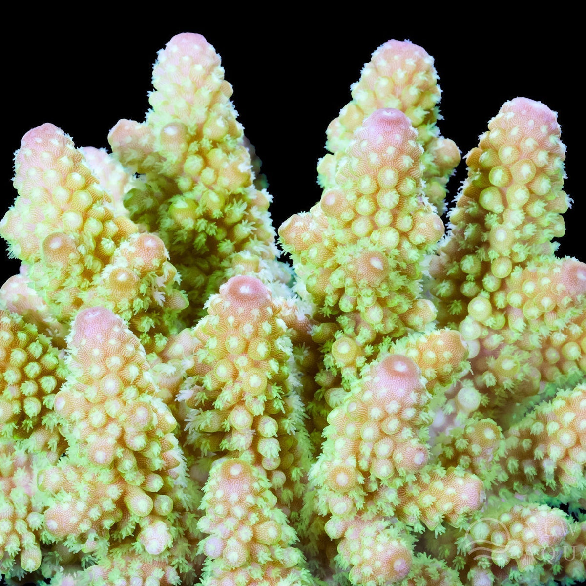 Meet Ammplify: Your Coral’s Direct Line to Reef-Ready Nitrogen | New ...