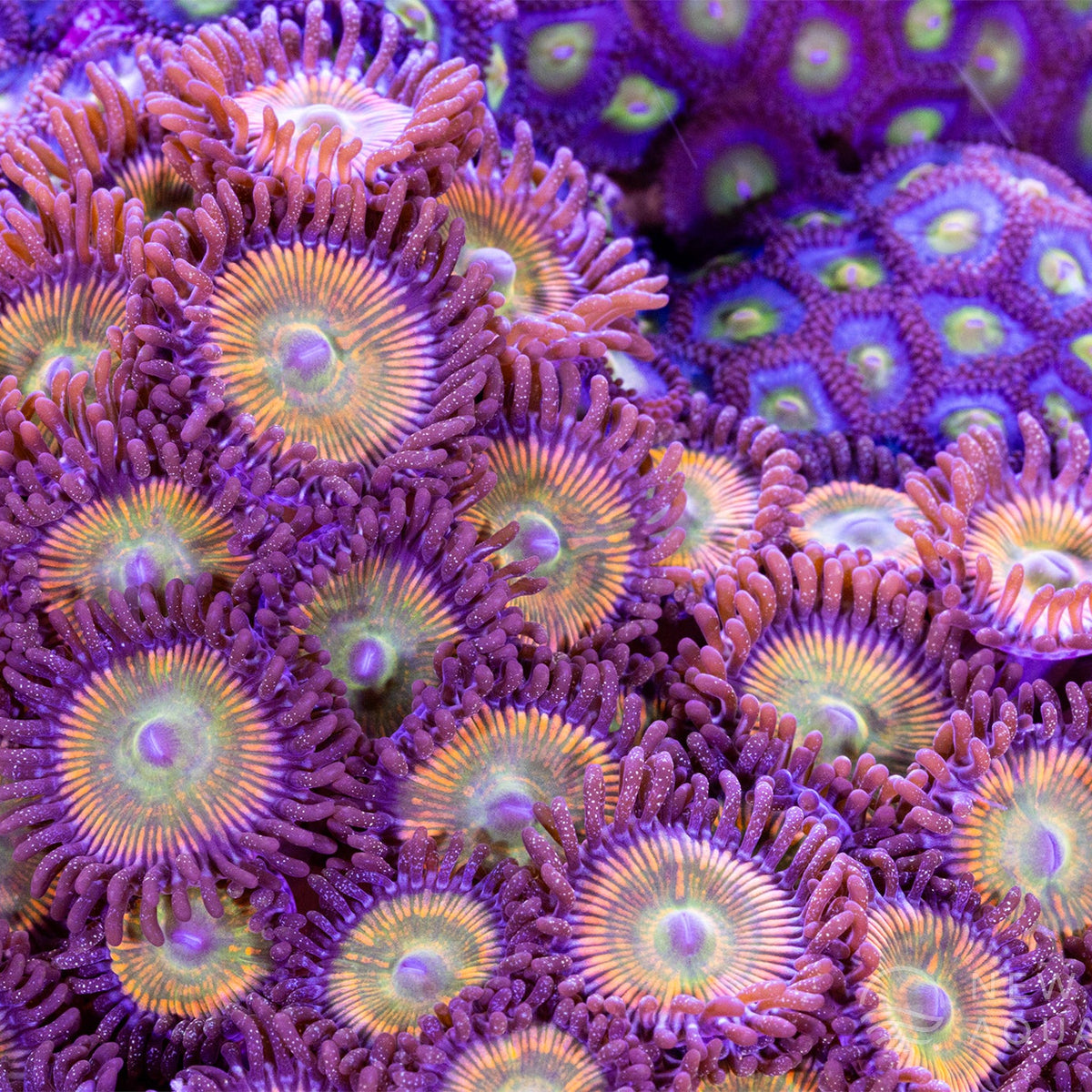 Zoas and Mushrooms | New Dawn Aquaculture