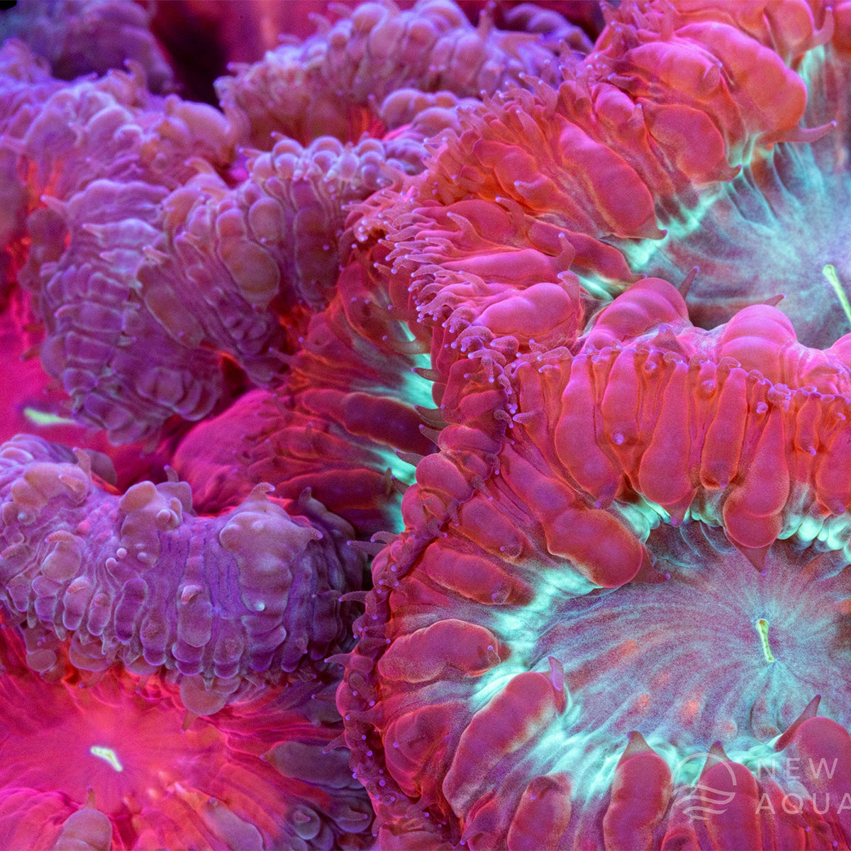 LPS Corals | New Dawn Aquaculture