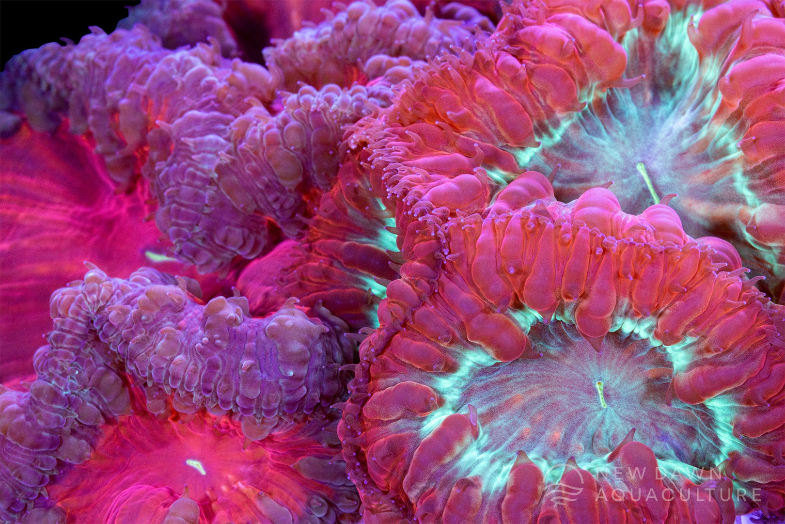 LPS Corals | New Dawn Aquaculture