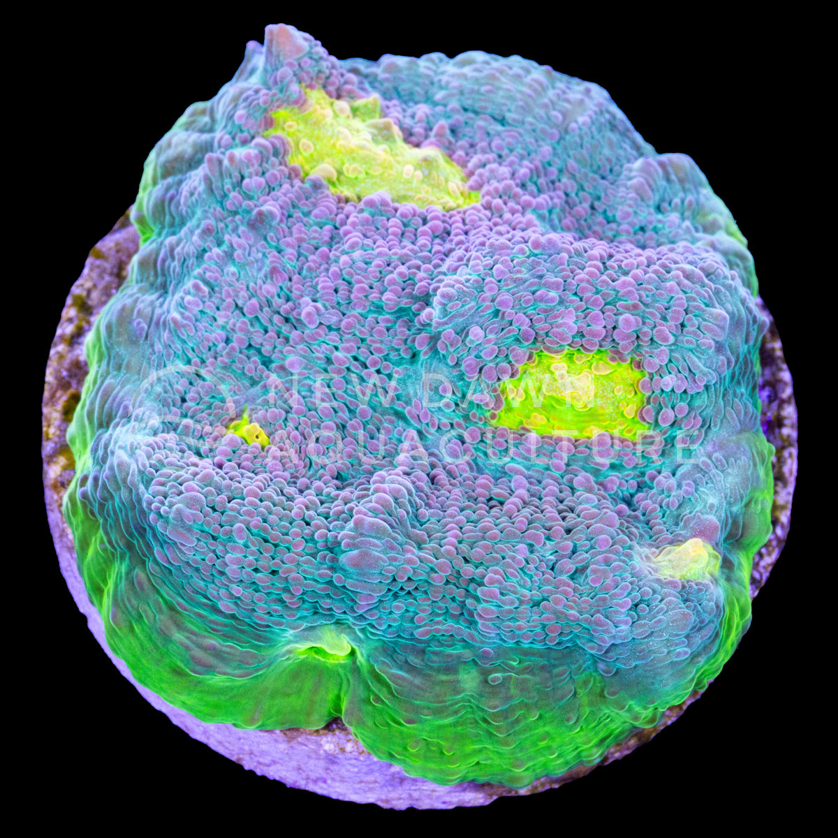 Alien Eye Chalice | New Dawn Aquaculture