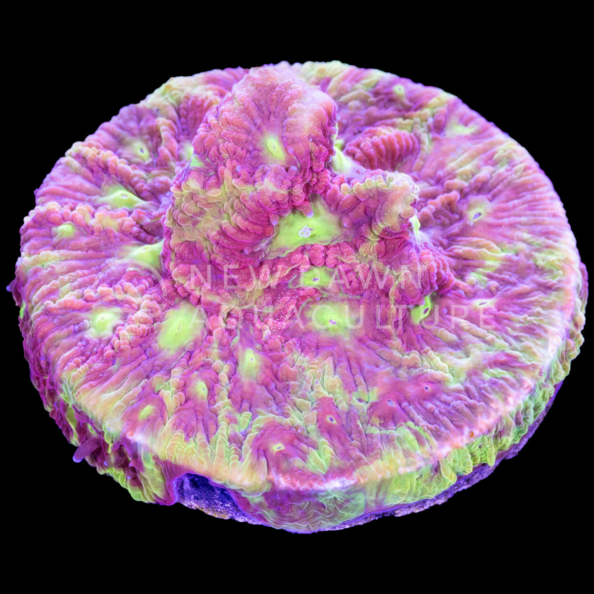 Blood Diamond Favites | New Dawn Aquaculture