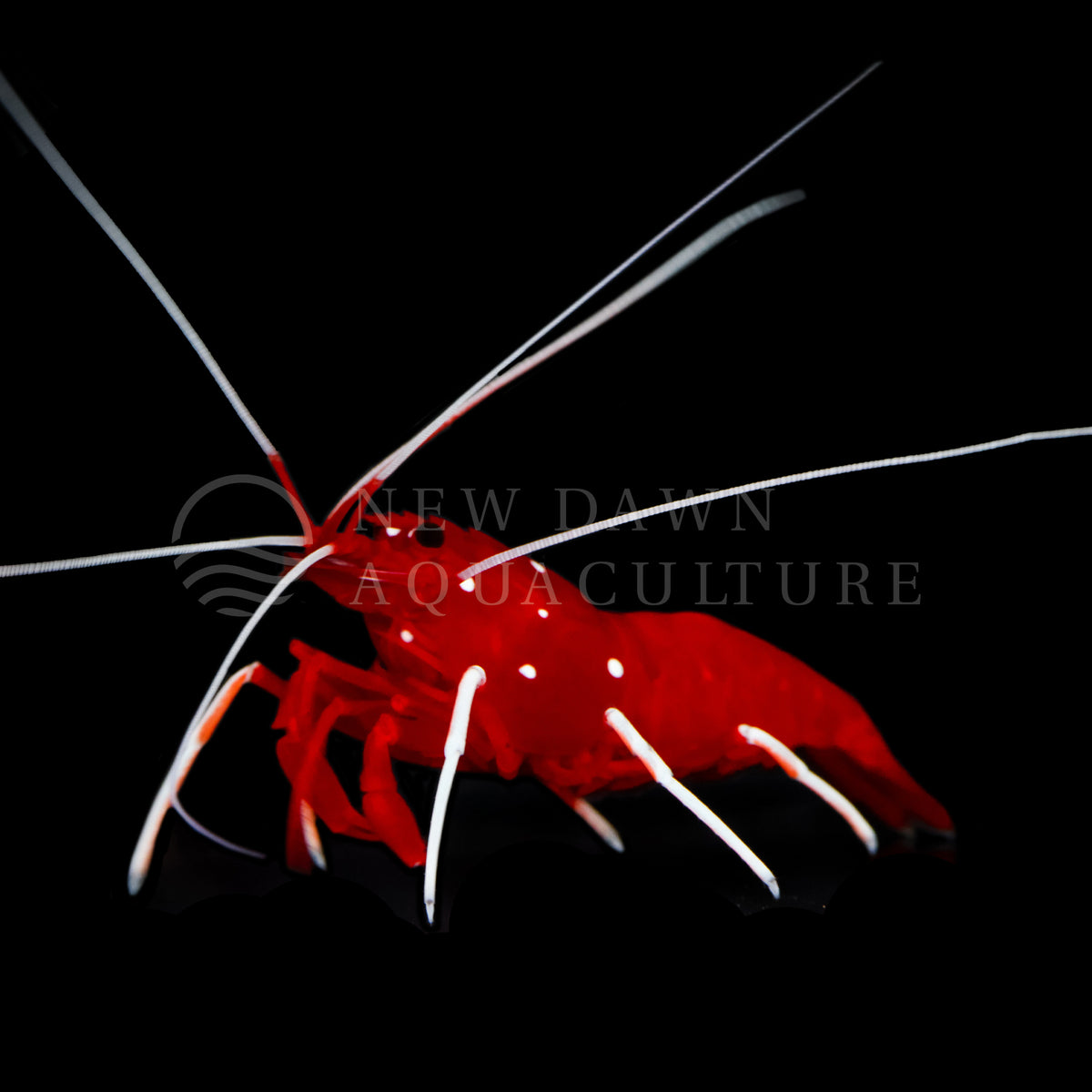 Blood Red Fire Shrimp | New Dawn Aquaculture