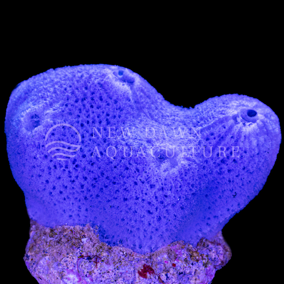 Blue Sponge | New Dawn Aquaculture