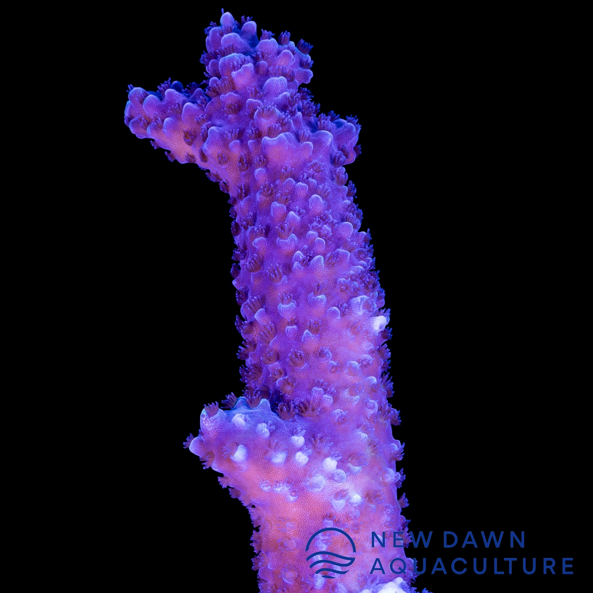 Blue Stag Acropora | New Dawn Aquaculture