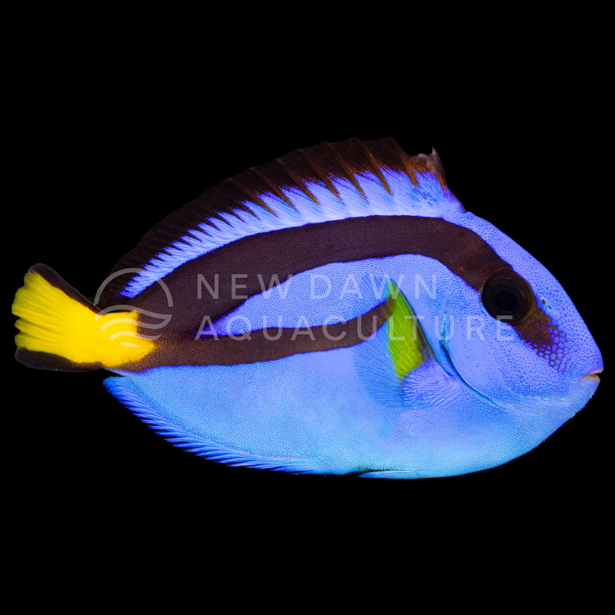 Blue Hippo Tang | New Dawn Aquaculture