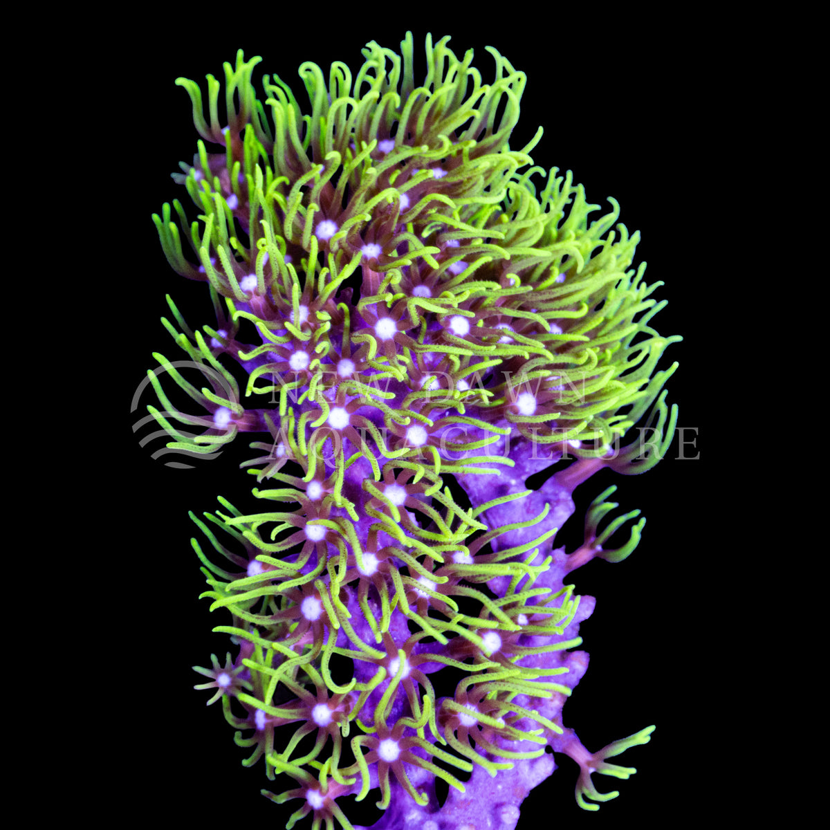 Branching Green Star Polyps | New Dawn Aquaculture