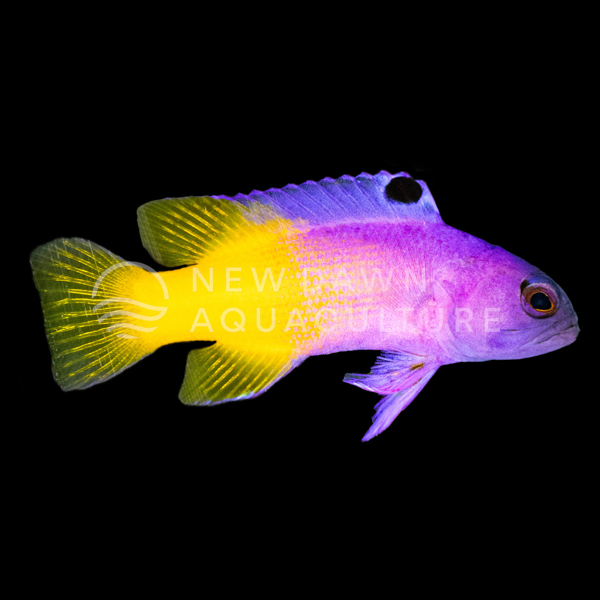 Brazilian Royal Gramma | New Dawn Aquaculture