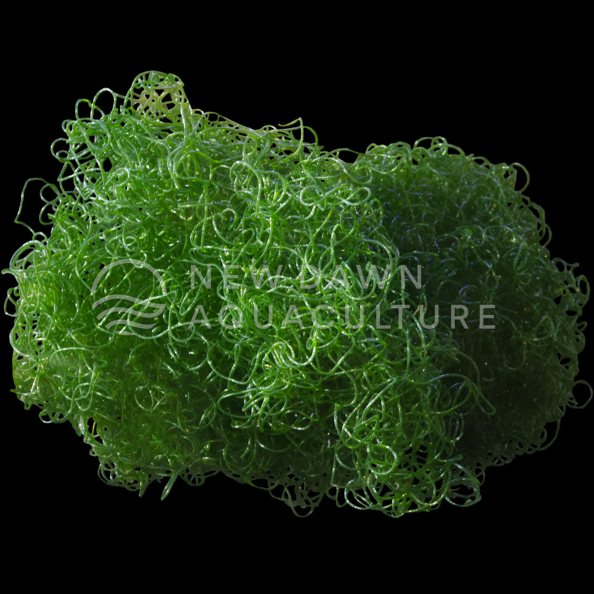 Chaetomorpha Macroalgae | New Dawn Aquaculture