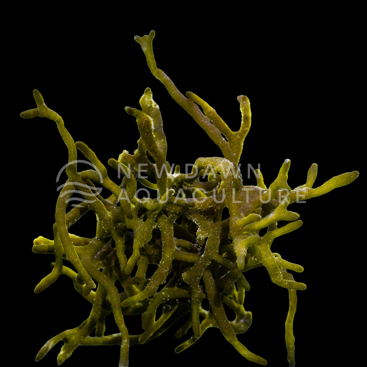 Codium Macroalgae | New Dawn Aquaculture