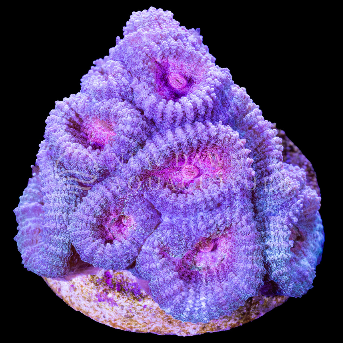 Cotton Candy Dipsastraea | New Dawn Aquaculture