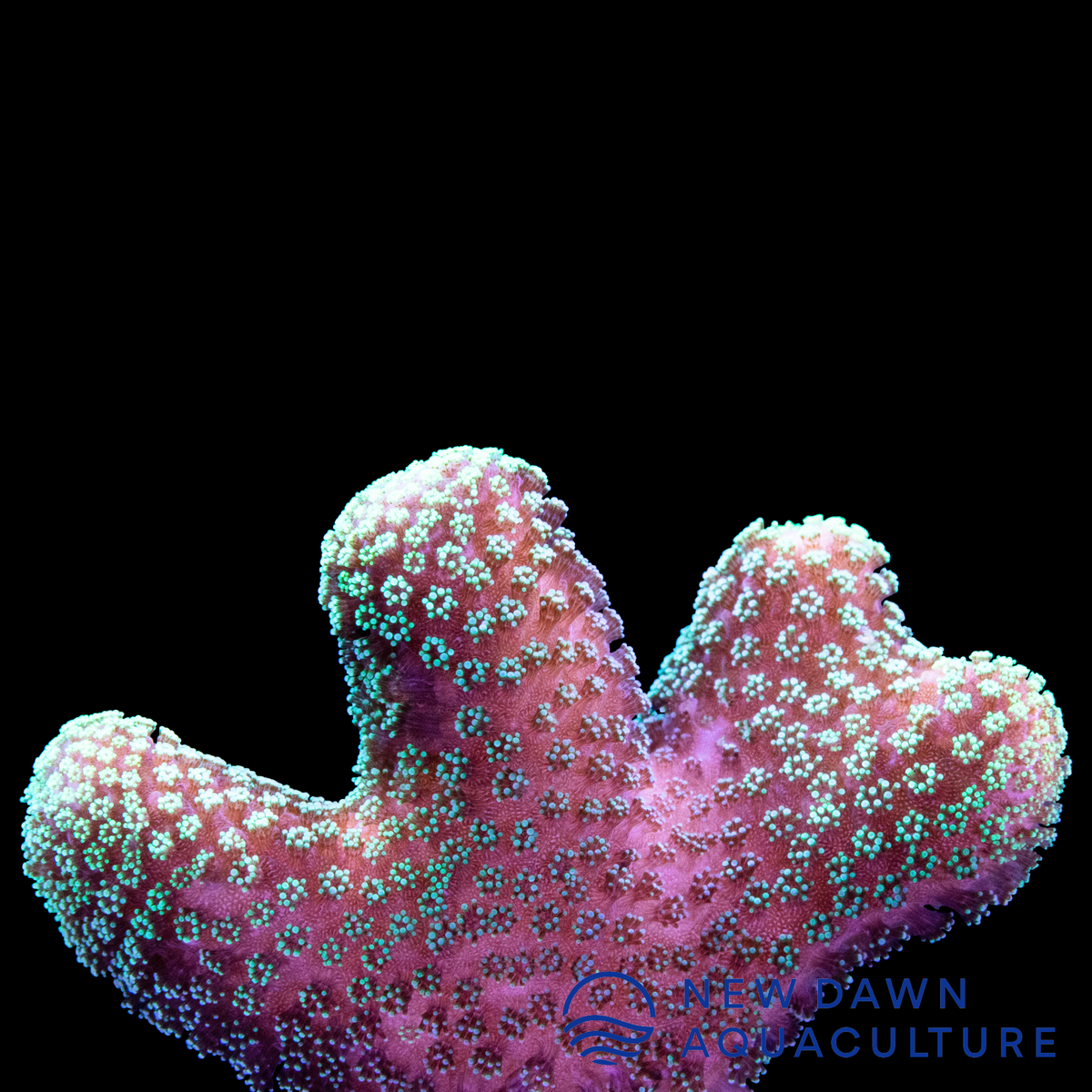 Dark Green Stylophora | New Dawn Aquaculture