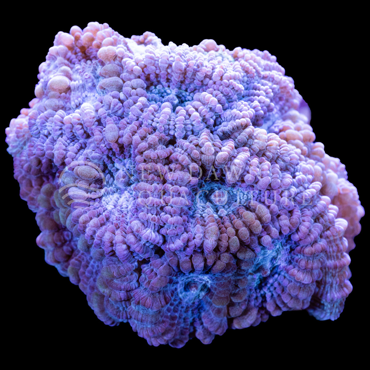 Deep Freeze Dipsastraea | New Dawn Aquaculture