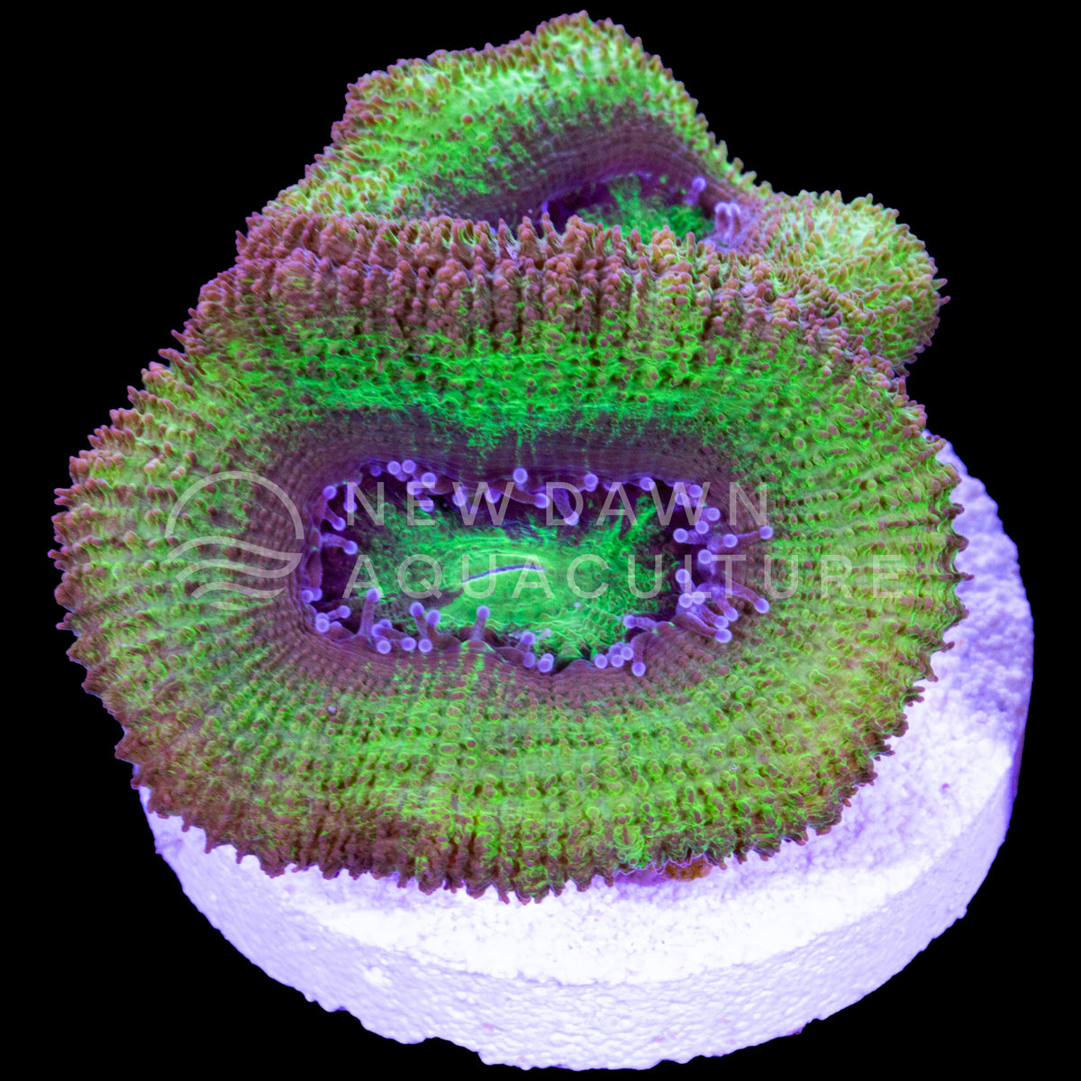 Deep Jungle Micromussa | New Dawn Aquaculture