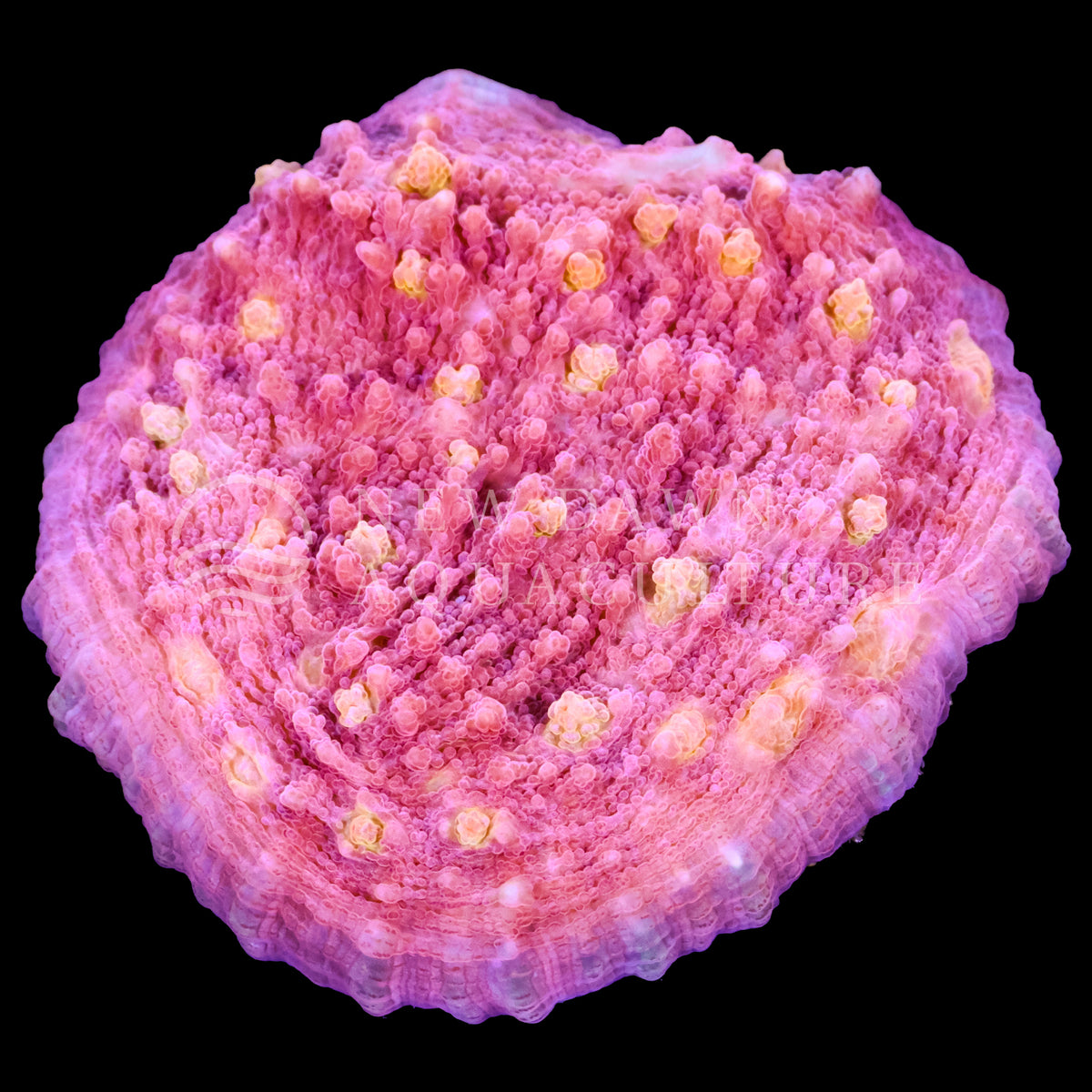 Flamethrower Chalice | New Dawn Aquaculture