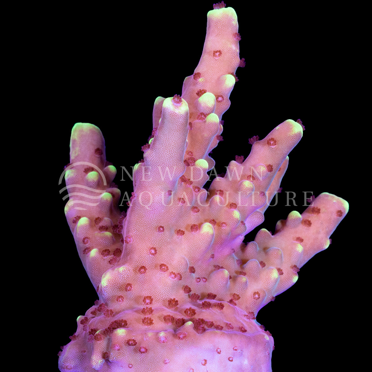 Fox Flame Acropora | New Dawn Aquaculture