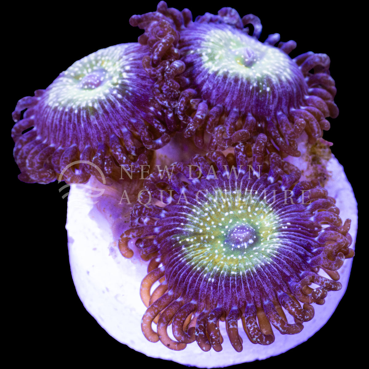 Frozen Apple Zoanthids | New Dawn Aquaculture