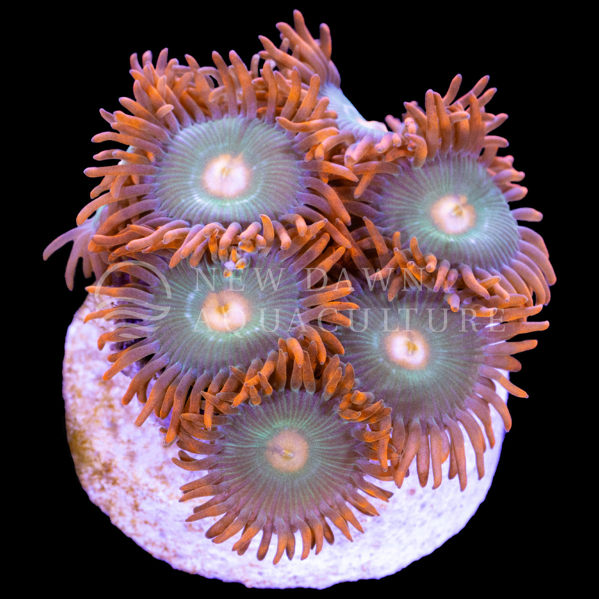 Gatorade Zoanthids | New Dawn Aquaculture