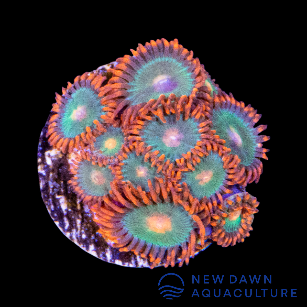 Gatorade Zoanthids | New Dawn Aquaculture