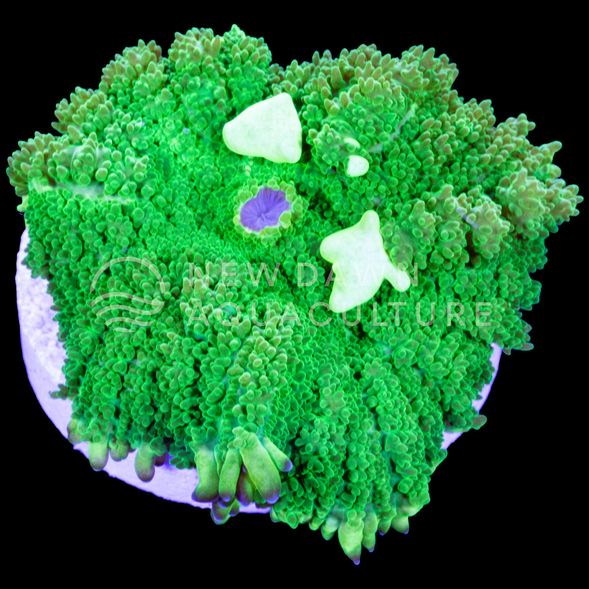 Green Bounce Rhodactis Mushroom | New Dawn Aquaculture