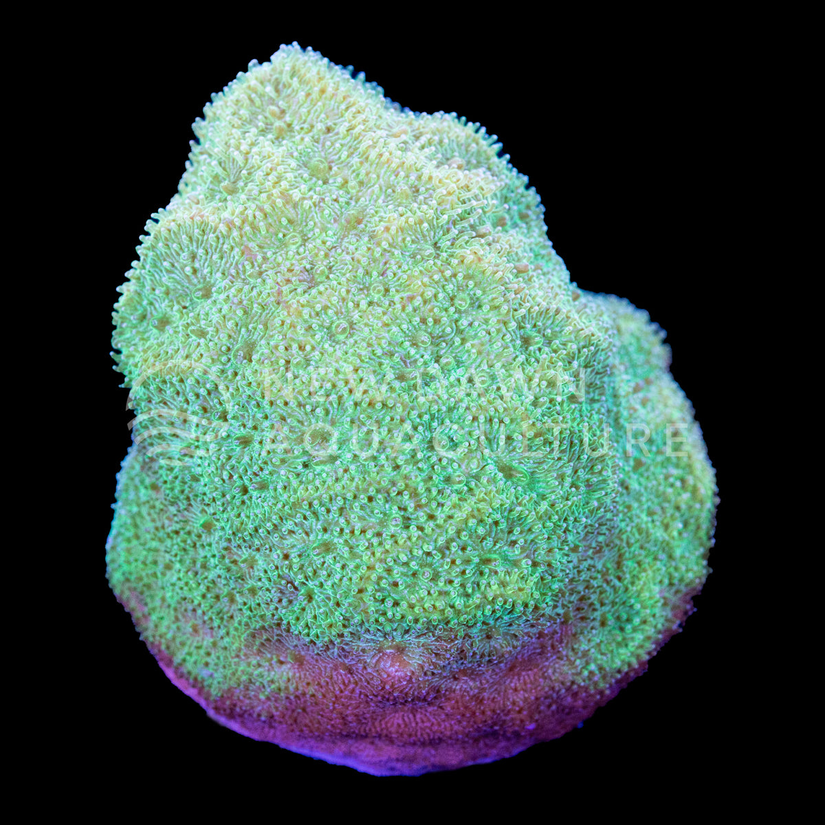 Green Psammocora | New Dawn Aquaculture