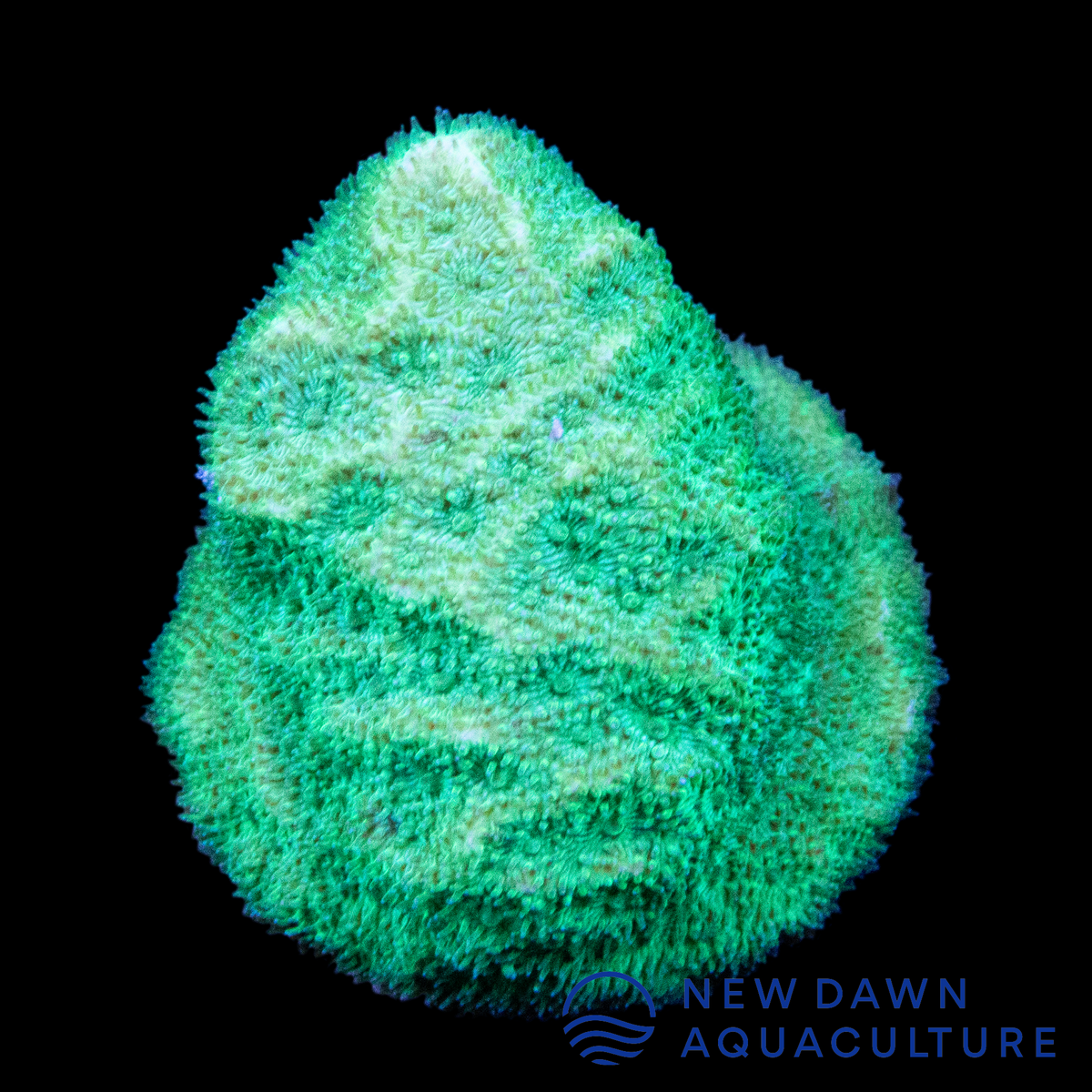 Green Psammocora | New Dawn Aquaculture