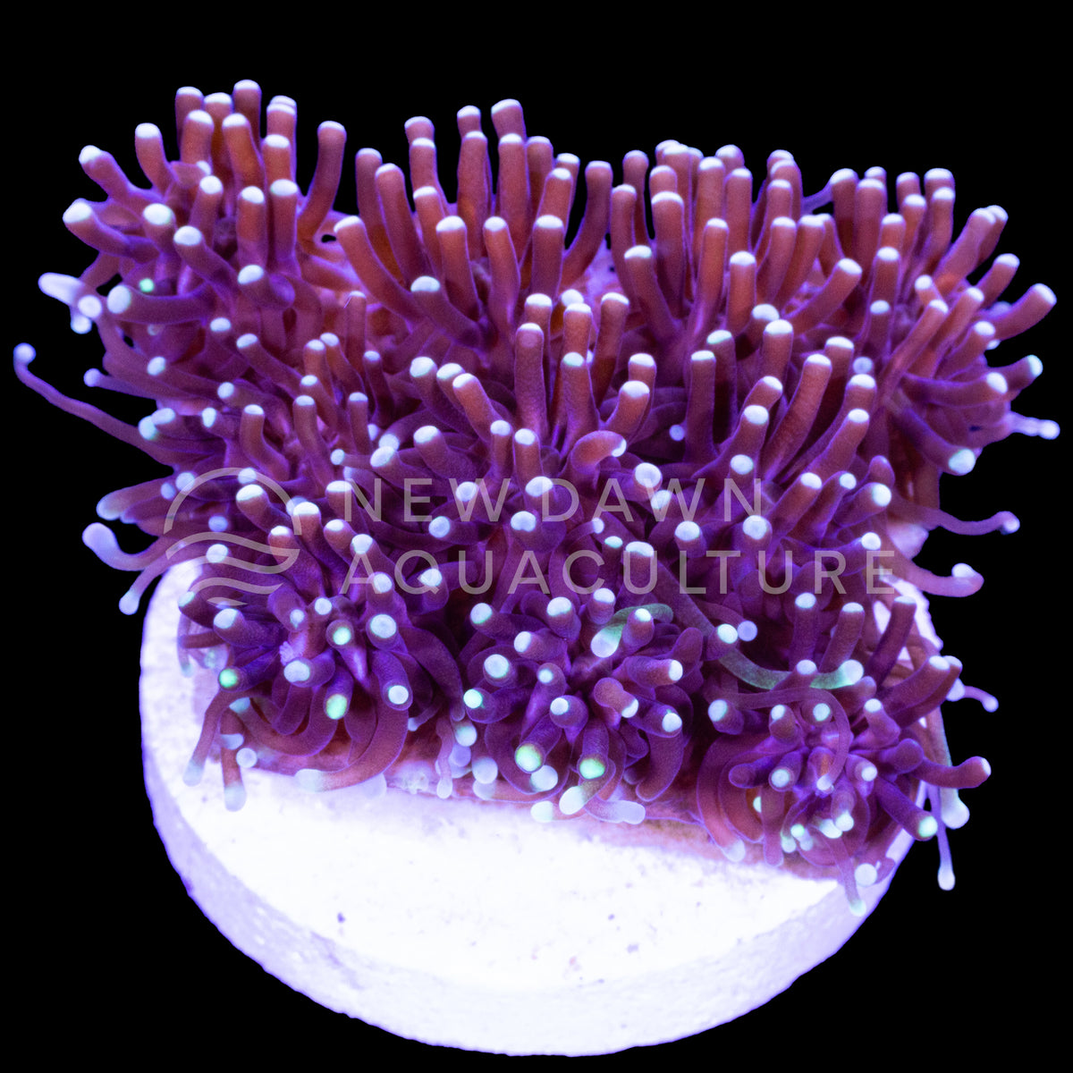 Green Tip Galaxea | New Dawn Aquaculture