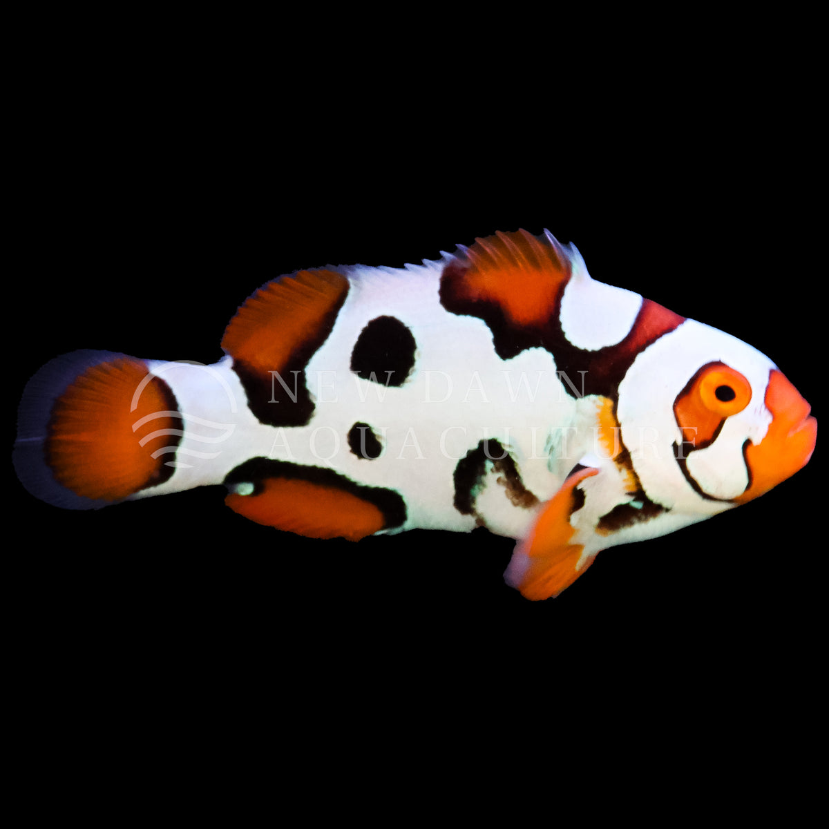 Helmet Picasso Percula Clownfish | New Dawn Aquaculture