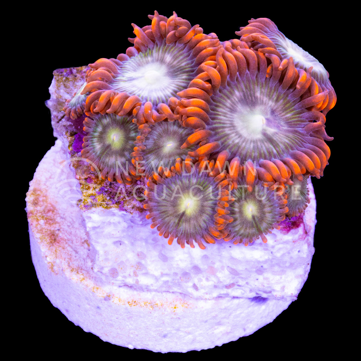 Horizon Zoanthids | New Dawn Aquaculture