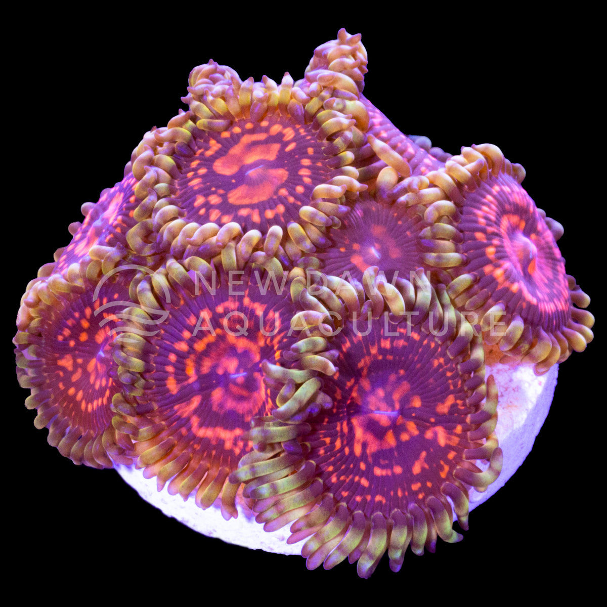 Inferno Krak Zoanthids | New Dawn Aquaculture