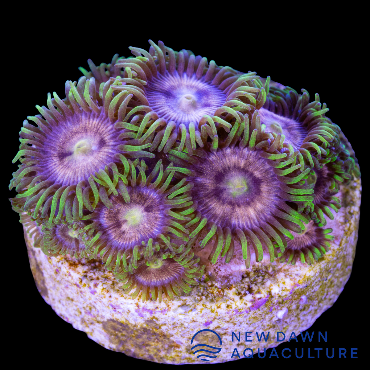 Laser Lemon Zoanthids | New Dawn Aquaculture