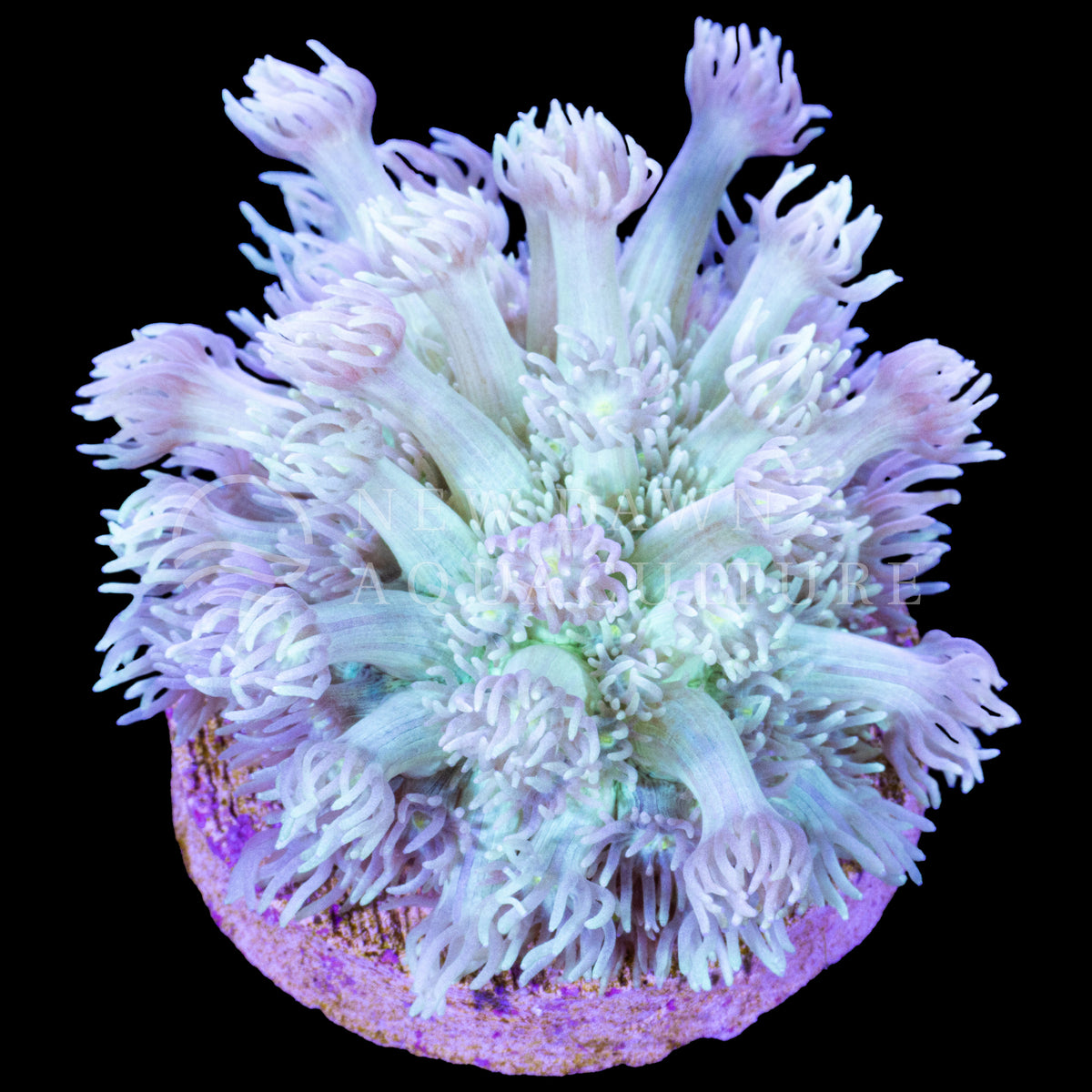 Light Green Goniopora | New Dawn Aquaculture