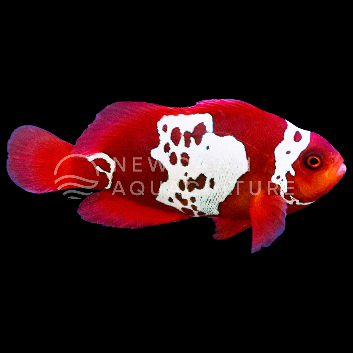 Lightning Maroon Clownfish | New Dawn Aquaculture