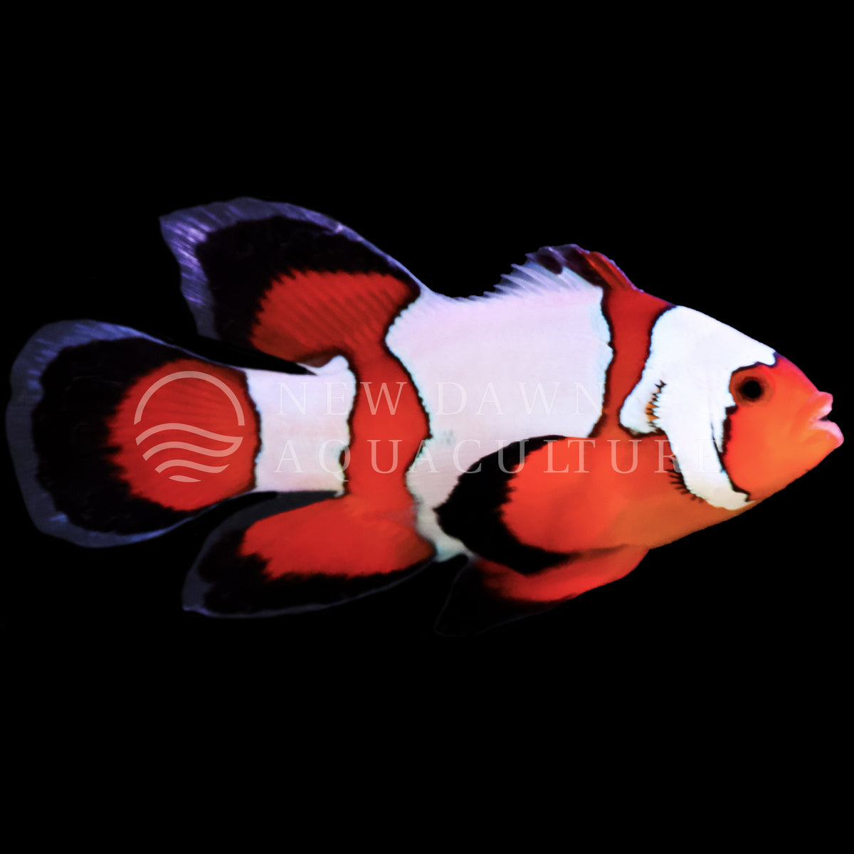 Longfin Snowflake Ocellaris Clownfish | New Dawn Aquaculture