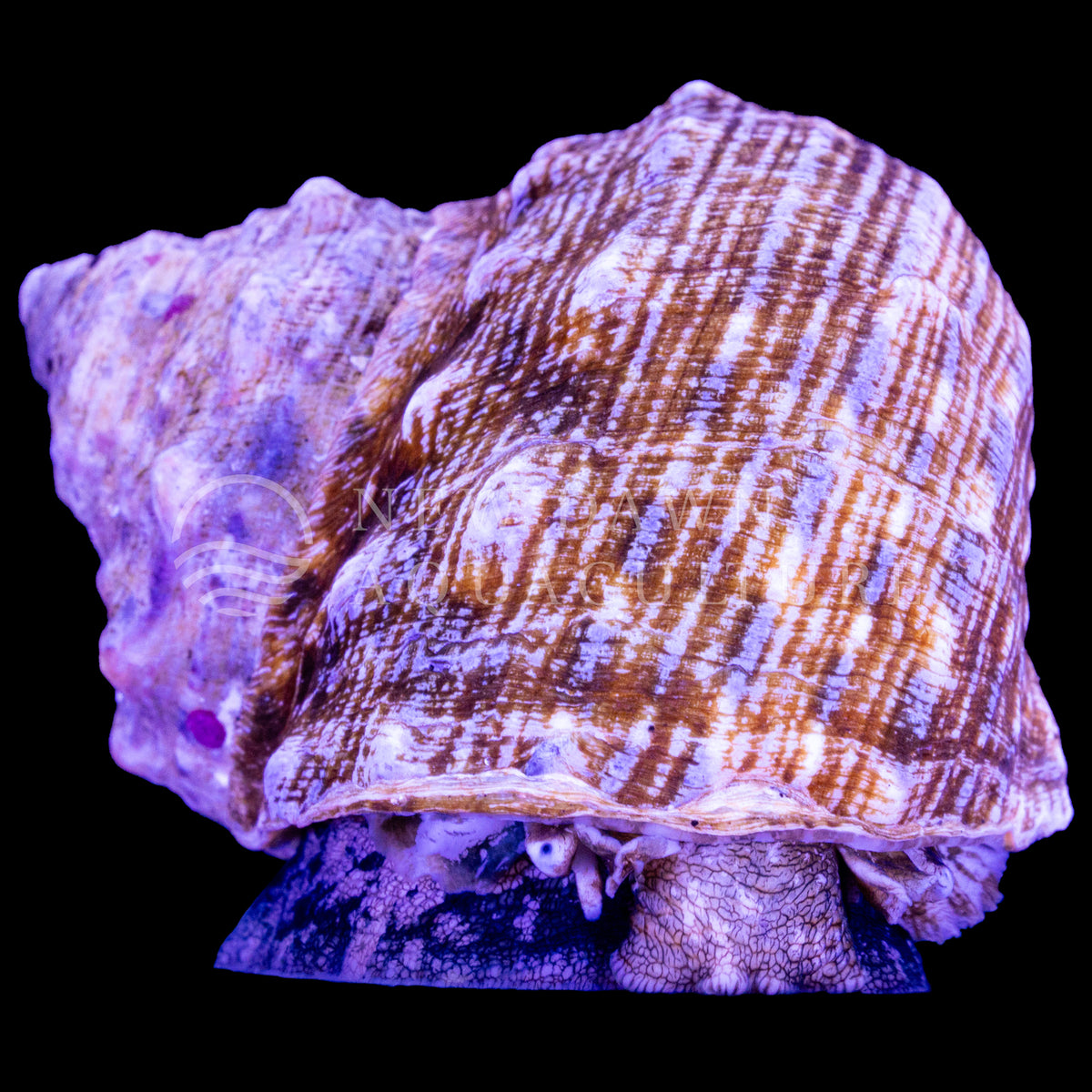 Mexican Turbo Snail | New Dawn Aquaculture