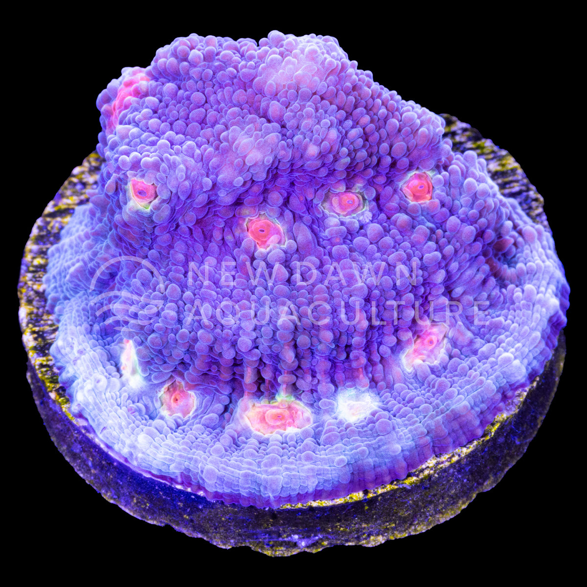 Miami Hurricane Chalice | New Dawn Aquaculture