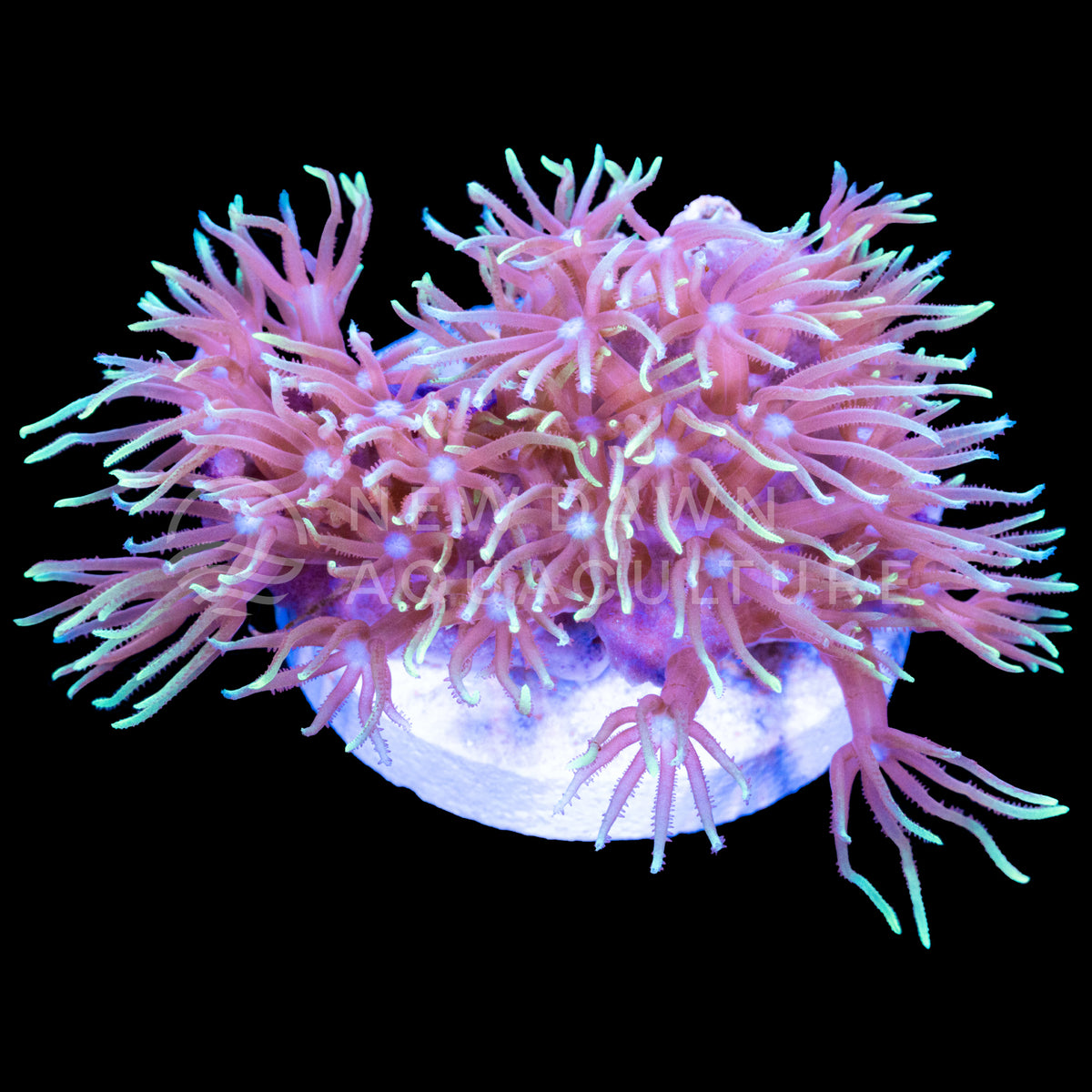 Mint Green Star Polyps | New Dawn Aquaculture