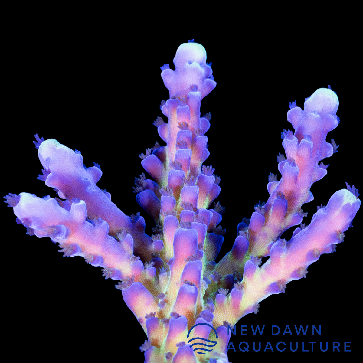 Miyagi Tort Acropora | New Dawn Aquaculture