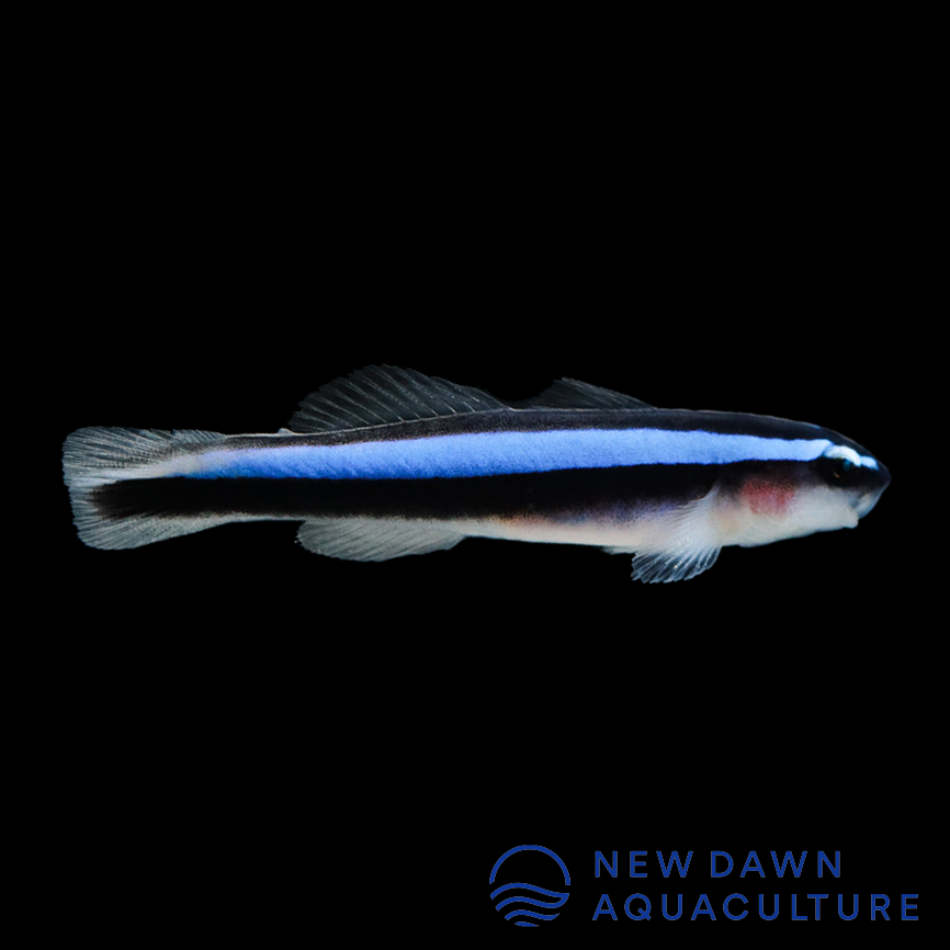Neon Cleaner Goby | New Dawn Aquaculture