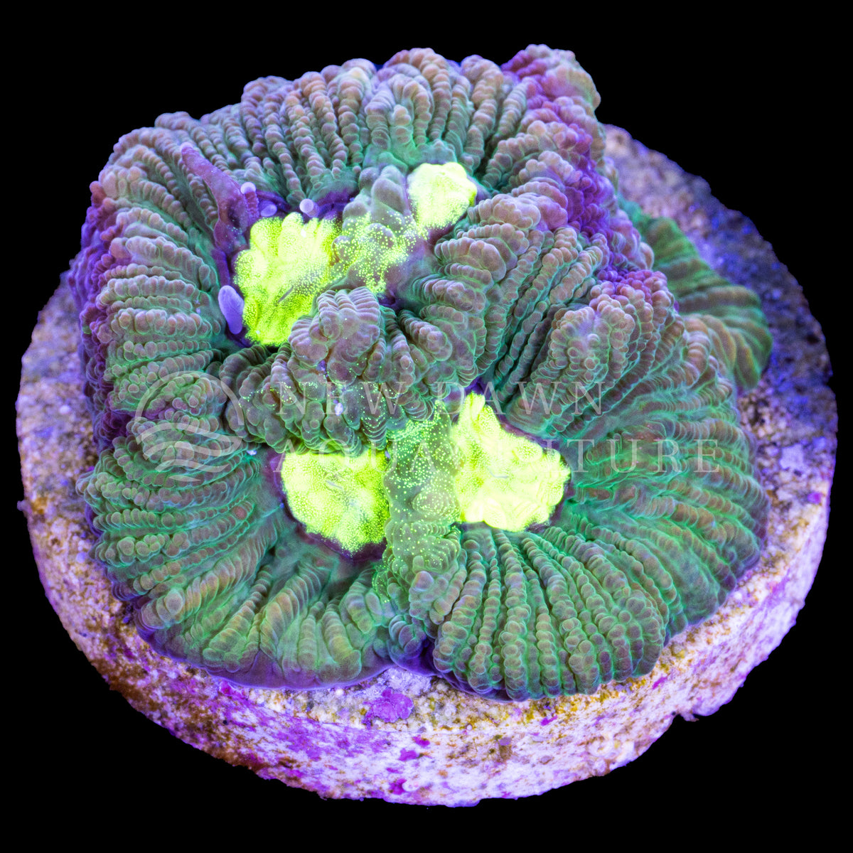 Neon Eyes Coelastrea | New Dawn Aquaculture