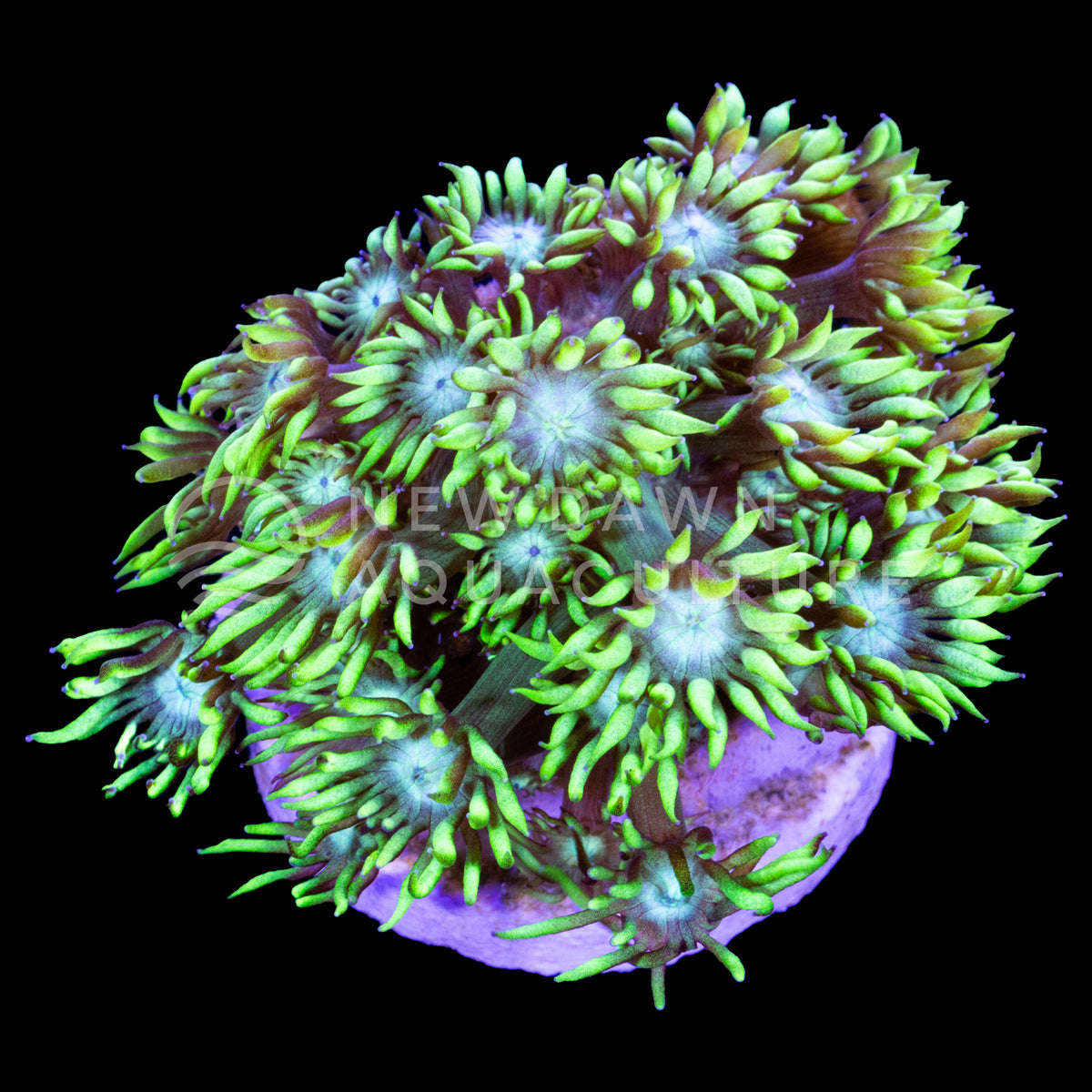 Neon Green Goniopora | New Dawn Aquaculture
