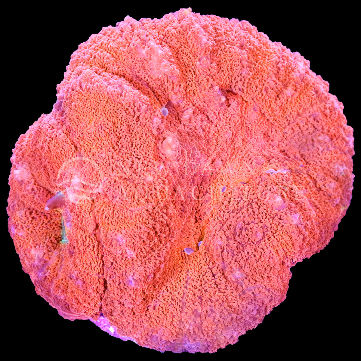 Orange Symphyllia | New Dawn Aquaculture