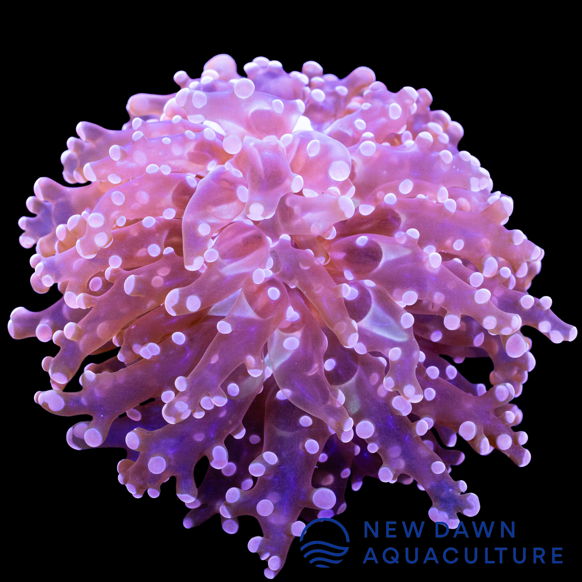 Pink Frogspawn | New Dawn Aquaculture